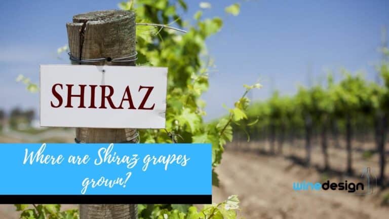Everything You Need to Know About Shiraz - Wine Design